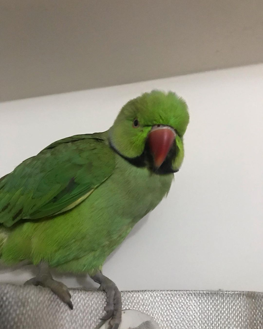 Kiki - Flying Wings Parrot Rescue and Sanctuary