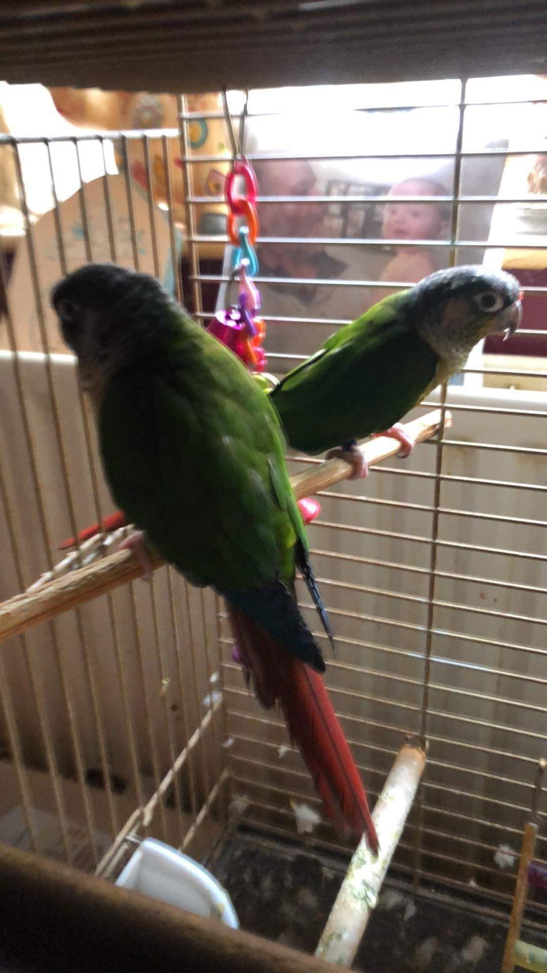 Kevin and Loki - Flying Wings Parrot Rescue and Sanctuary