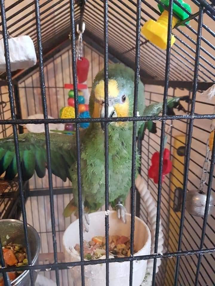 Captain and Maverick - Flying Wings Parrot Rescue and Sanctuary