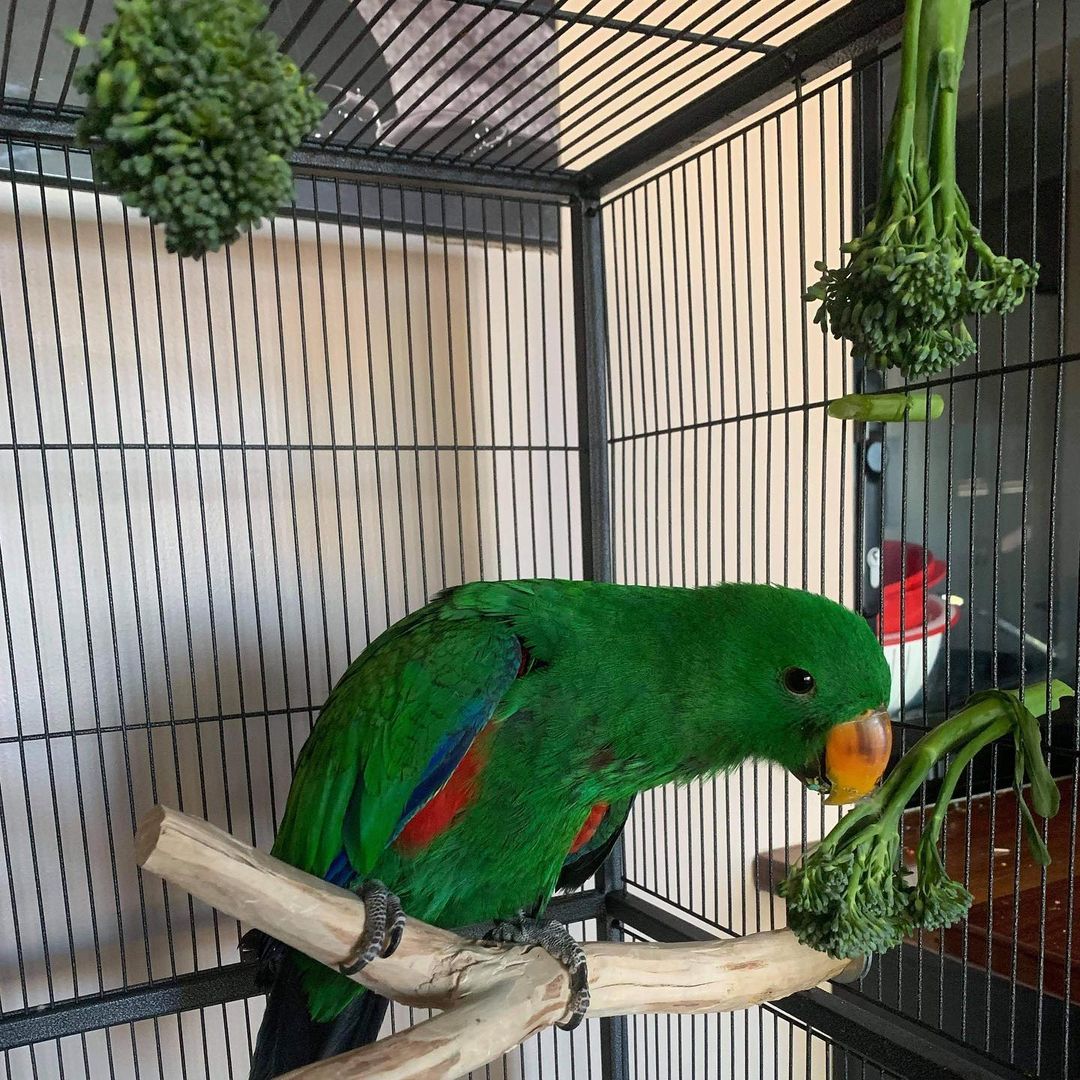 George - Flying Wings Parrot Rescue and Sanctuary