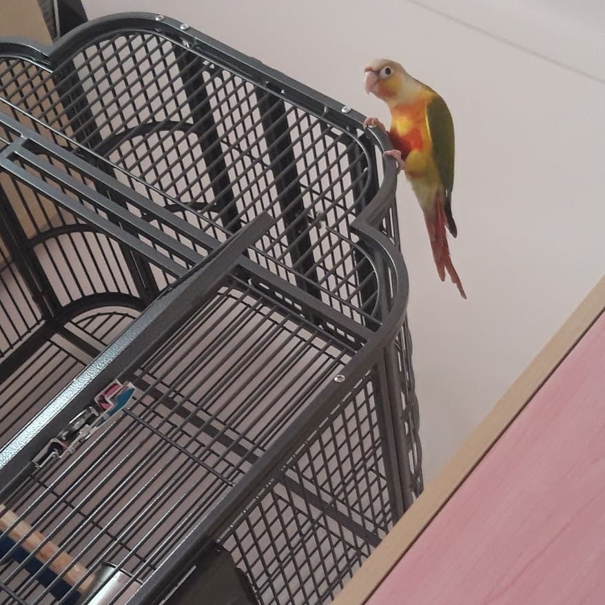 Pikachu - Flying Wings Parrot Rescue and Sanctuary