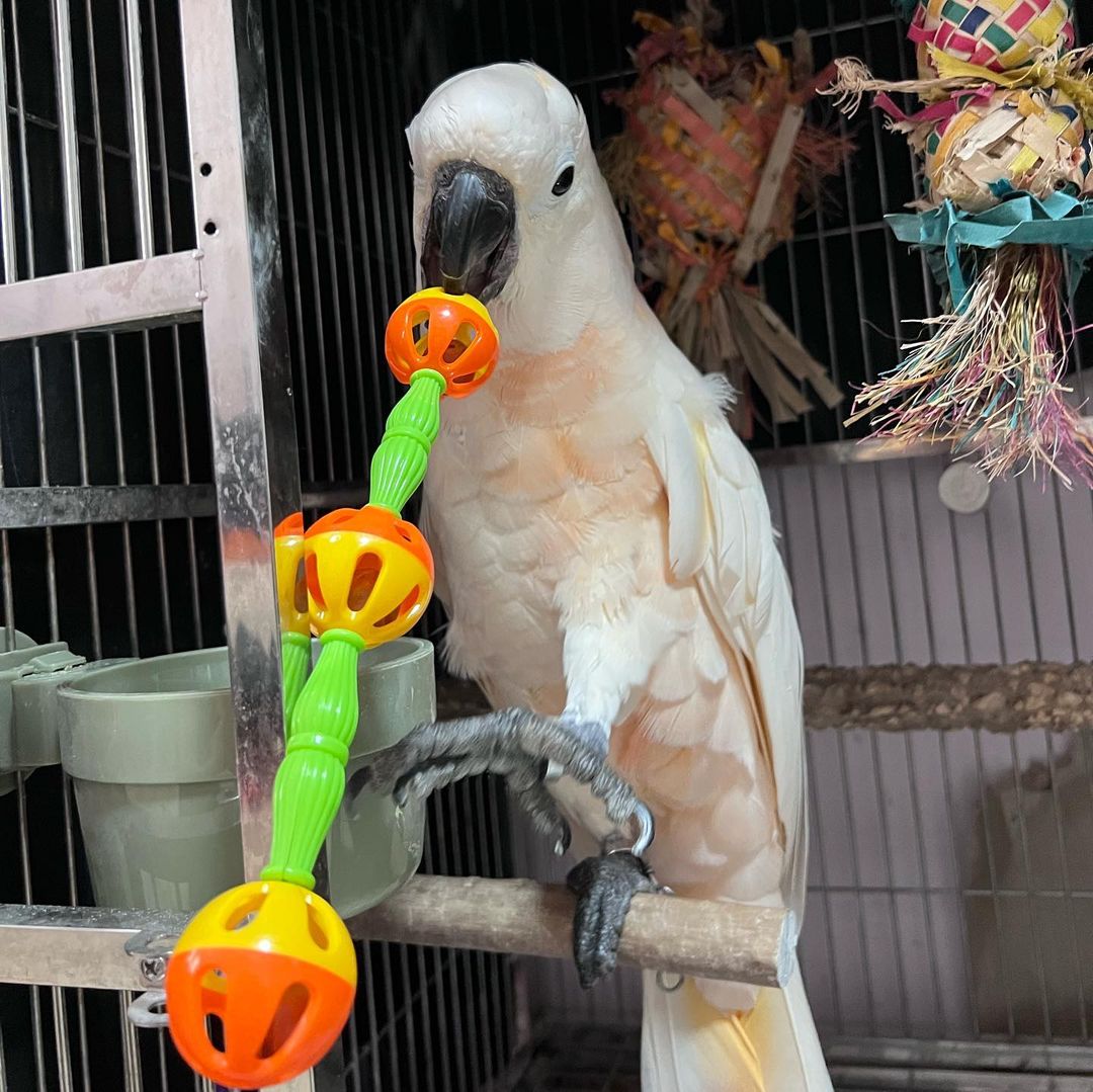 Penny - Flying Wings Parrot Rescue and Sanctuary