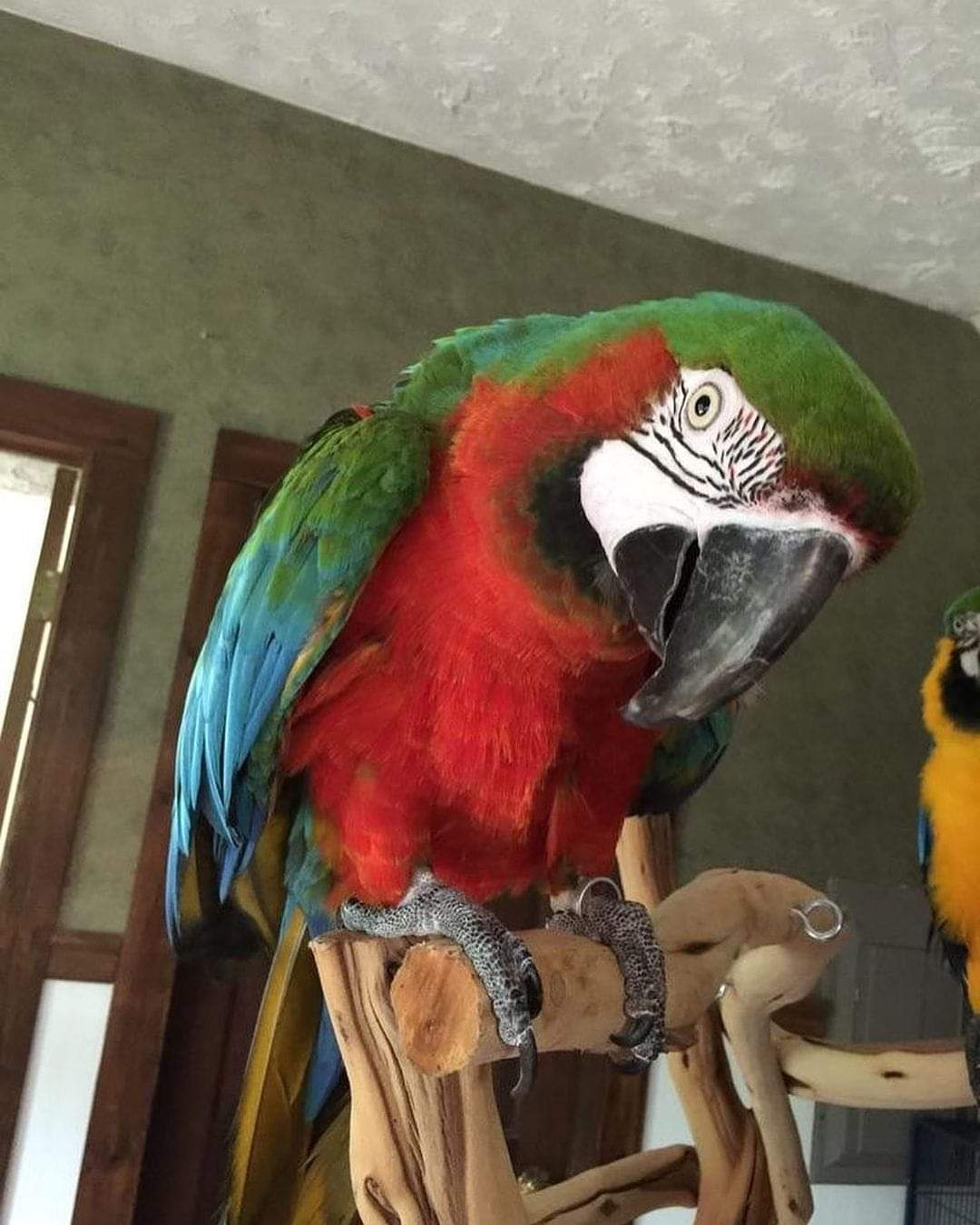 Sky - Flying Wings Parrot Rescue and Sanctuary